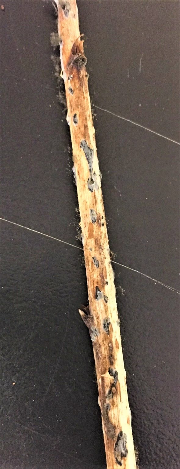 Fuzzy raspberries: What causes Botrytis fruit rot? | UConn Plant ...