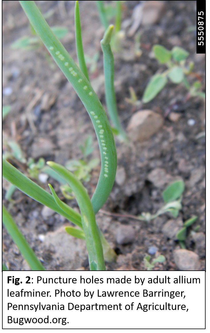 Allium leafminer in Connecticut | UConn Plant Diagnostic Laboratory