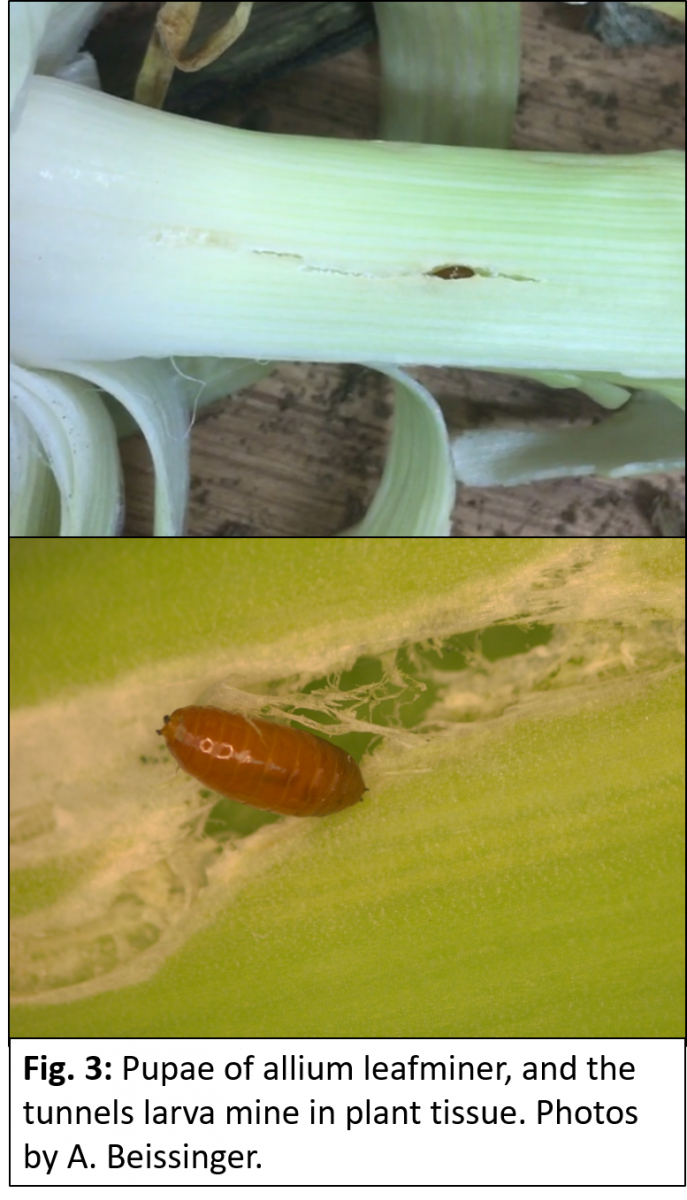 Allium leafminer in Connecticut | UConn Plant Diagnostic Laboratory